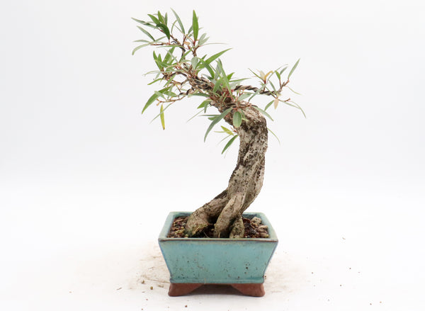Willow leaf Ficus in a Korean Pot | Schley's Bonsai