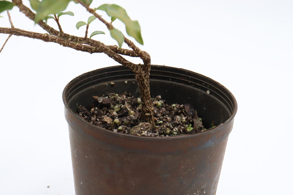 Assorted Dwarf Barbados Cherry Cuttings four inch | Schley's Bonsai